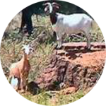 Triangle Farms Inc. - Contract Farming, Seed Cleaning, Christmas Trees